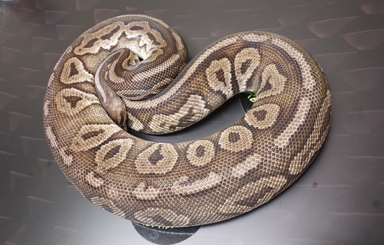 Pewter Proven Breeder Ready Now Ball Python by Morphmart Reptiles LLC