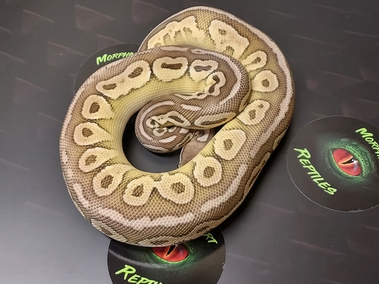 Lesser Pewter Calico Ball Python by Morphmart Reptiles LLC