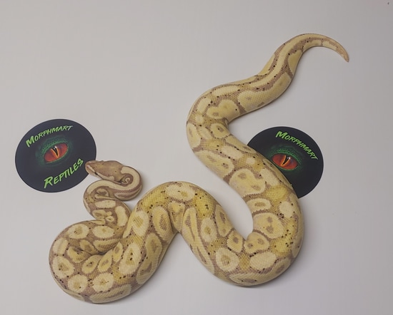 Banana Het Genetic Stripe Ball Python by Morphmart Reptiles LLC