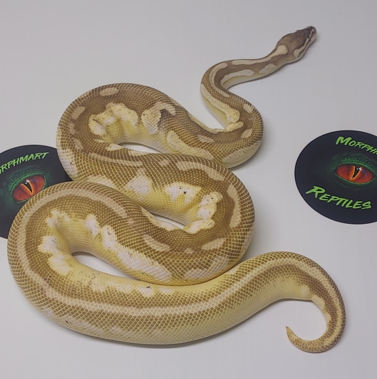 Lesser Pewter Calico Enchi Ball Python by Morphmart Reptiles LLC