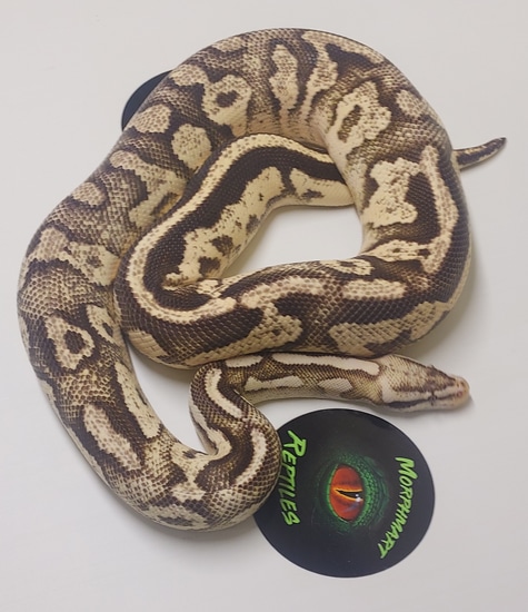 Vanilla Scream Proven Breeder Ball Python by Morphmart Reptiles LLC