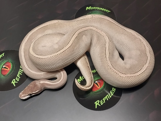 Deep Purple Passion Ball Python by Morphmart Reptiles LLC