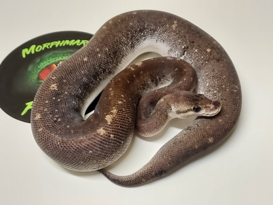 Super Cinnamon Pastel Free Shipping Ball Python by Morphmart Reptiles LLC