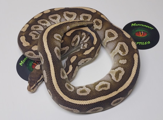 Mystic Crystal Ball Python by Morphmart Reptiles LLC
