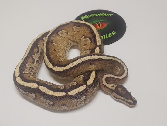 Super Specter 66% Het Hypo Ball Python by Morphmart Reptiles LLC