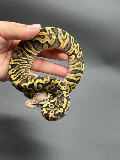 Pastel Vanilla GHI Het Clown Ball Python by MorphMasterJ Productions