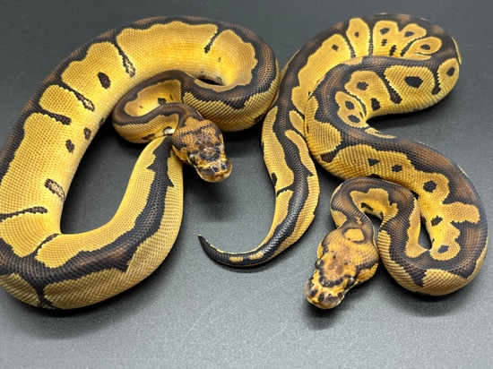 3.3 DG Clown Group Ball Python by MorphMasterJ Productions