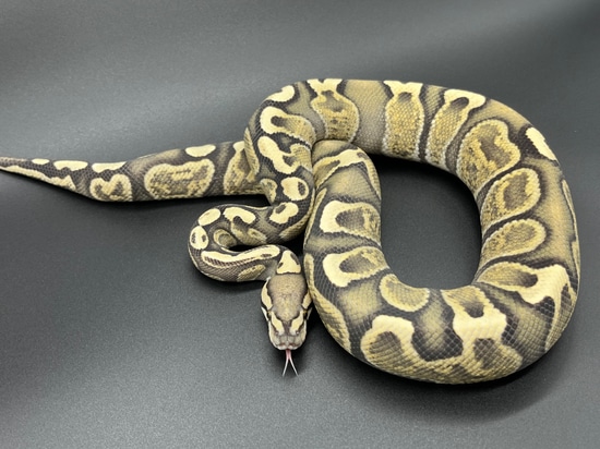 Colossus - GHI Red Stripe DG Ball Python by MorphMasterJ Productions