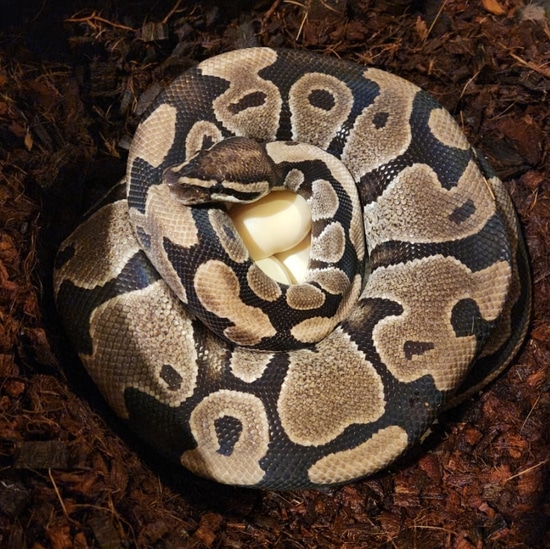Huge Volta Female Ball Python by Magnificent Morphs