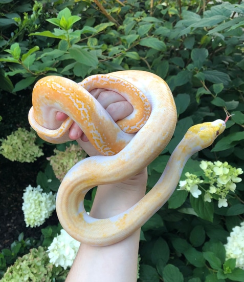Lavender Albino Pied Reticulated Python by Morph Maze