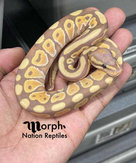 Banana Russo Ball Python by Morph Nation Reptiles
