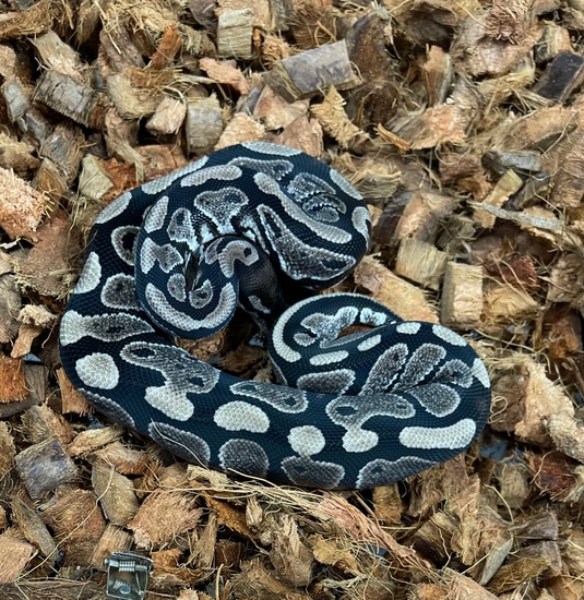 Black Axanthic Ball Python by Morph Nation Reptiles