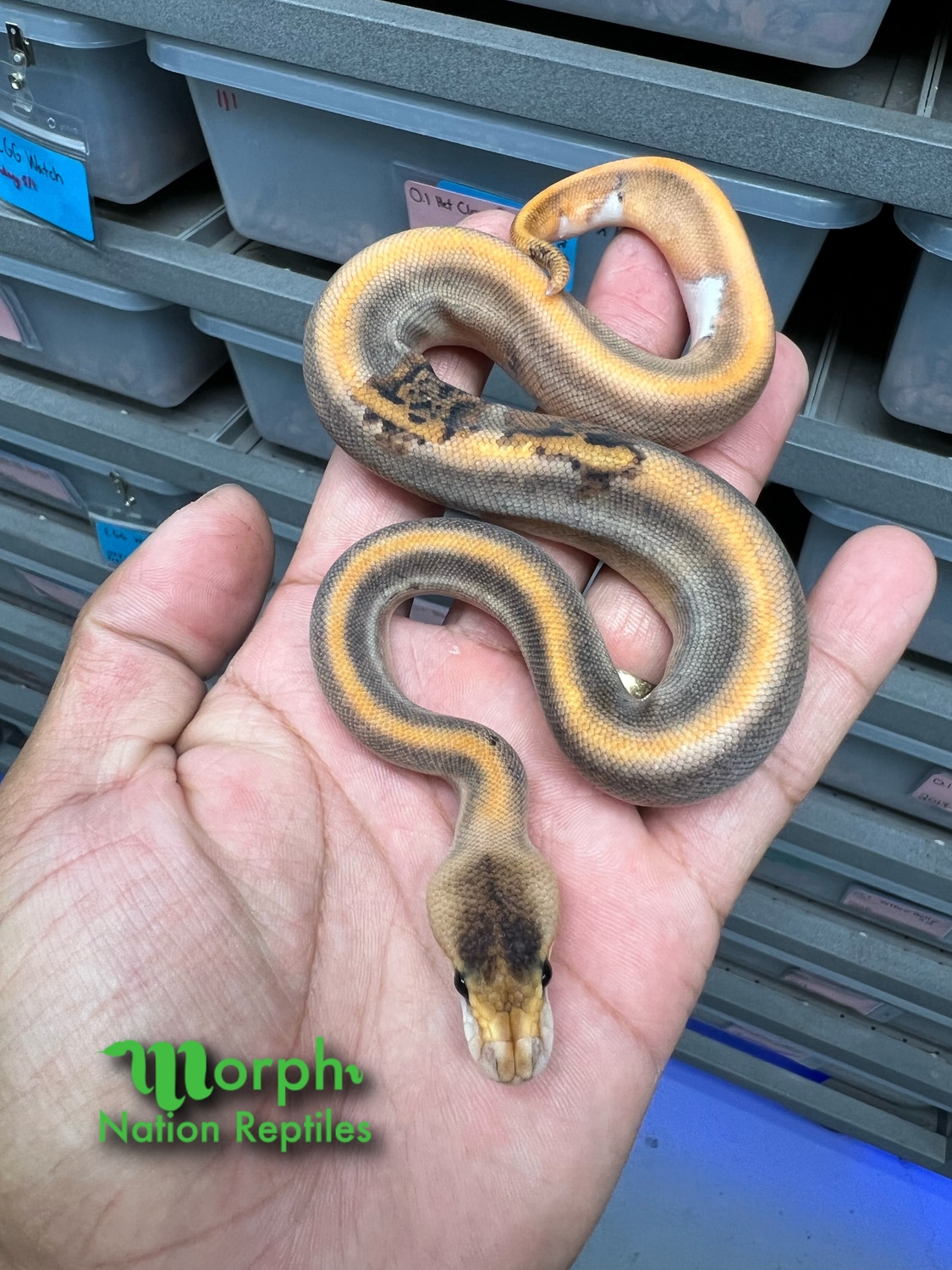 Champagne Cinnamon (Paradox) Ball Python by Morph Nation Reptiles ...
