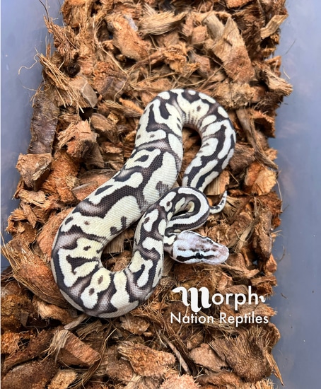 Super Pastel Fire Fader Yellow Belly/gr Ball Python by Morph Nation ...