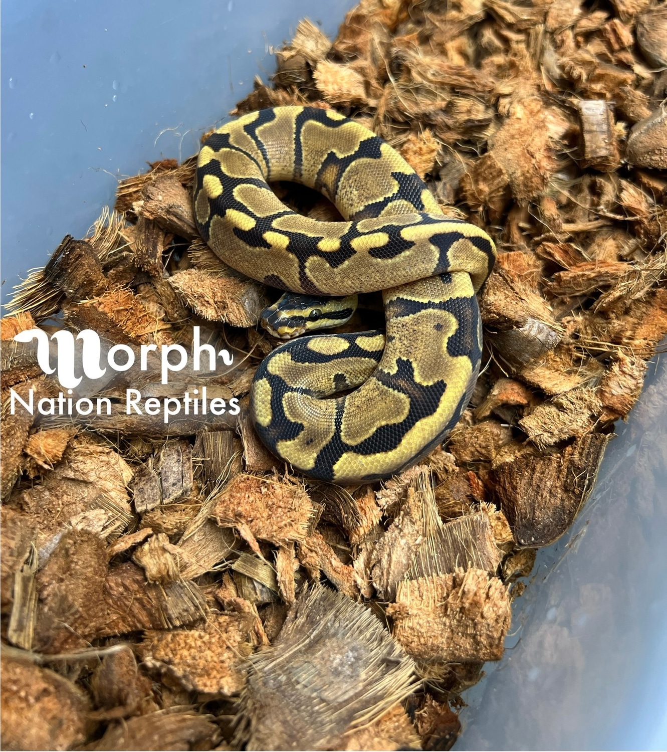 Enchi Yellowbelly/asphalt Ball Python by Morph Nation Reptiles - MorphMarket