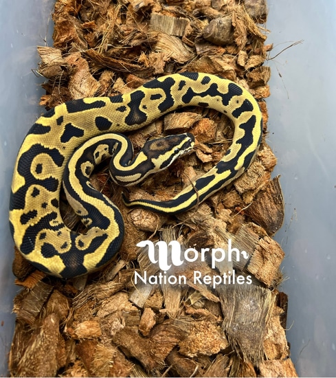 Leopard Fire Orange Dream Ball Python by Morph Nation Reptiles