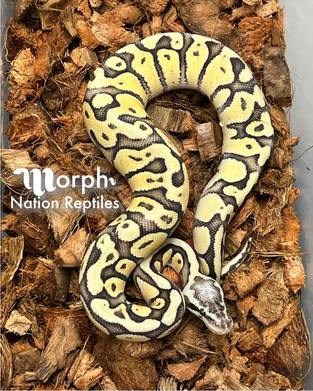 Pastel Orange Dream Enchi Fire Ball Python by Morph Nation Reptiles