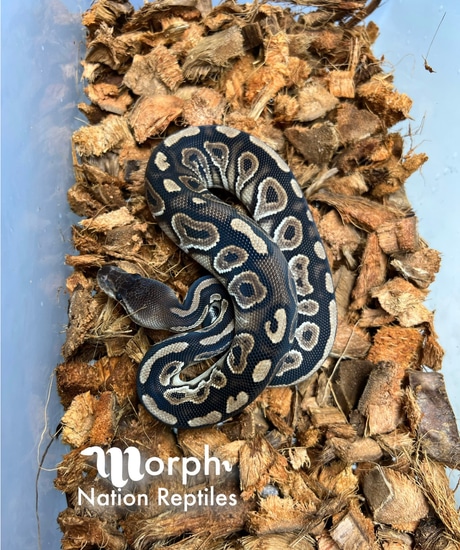 Cinnamon Honey Ball Python by Morph Nation Reptiles
