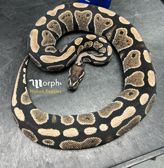 Black Axanthic Ball Python by Morph Nation Reptiles