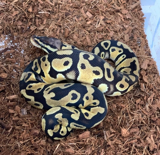 Pastel Gene X Pos Het Pied/Clown Ball Python by Morpholics