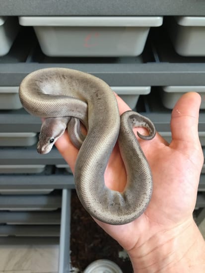 Huffman Black Pewter 100% Het Ghost Ball Python by Devon Lloyd Exotics