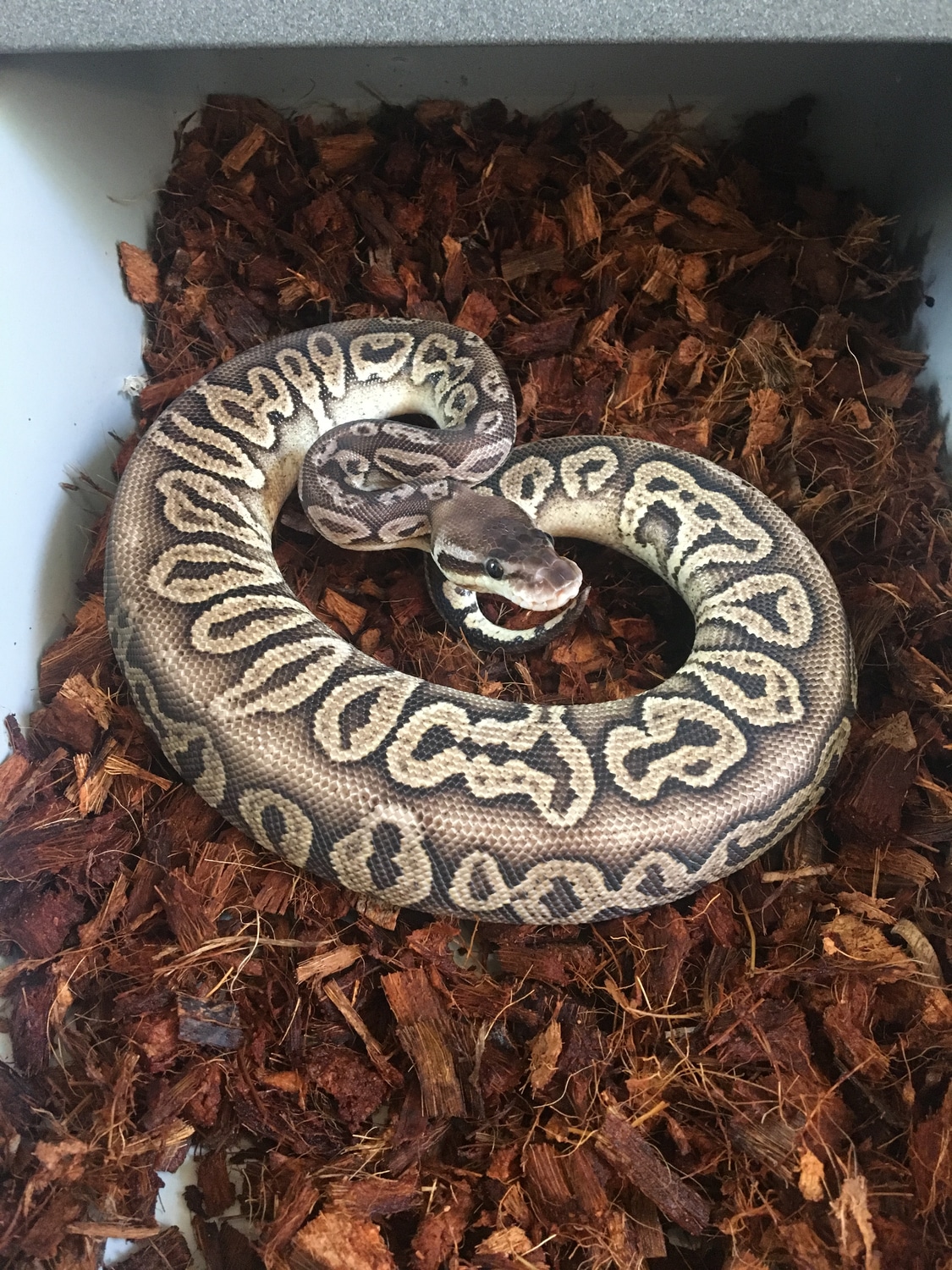 Black Pewter Ball Python by Devon Lloyd Exotics - MorphMarket