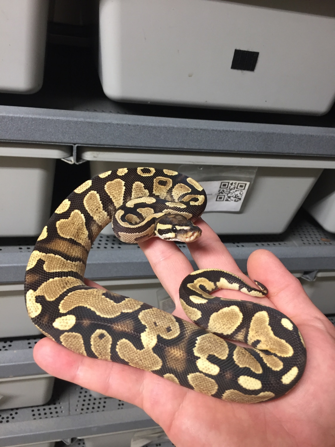 Fire Ball Python by Devon Lloyd Exotics - MorphMarket