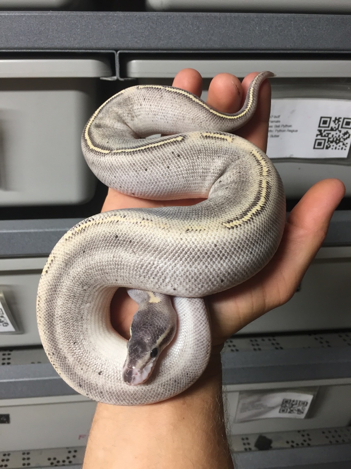 GHI Mojave Freeway Ball Python by Devon Lloyd Exotics - MorphMarket