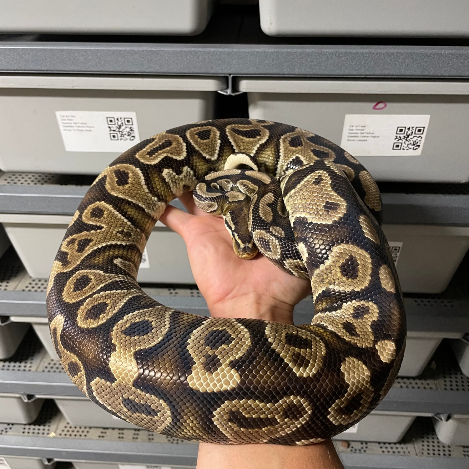 Yellow Belly Het Red Axanthic Ball Python by Devon Lloyd Exotics ...
