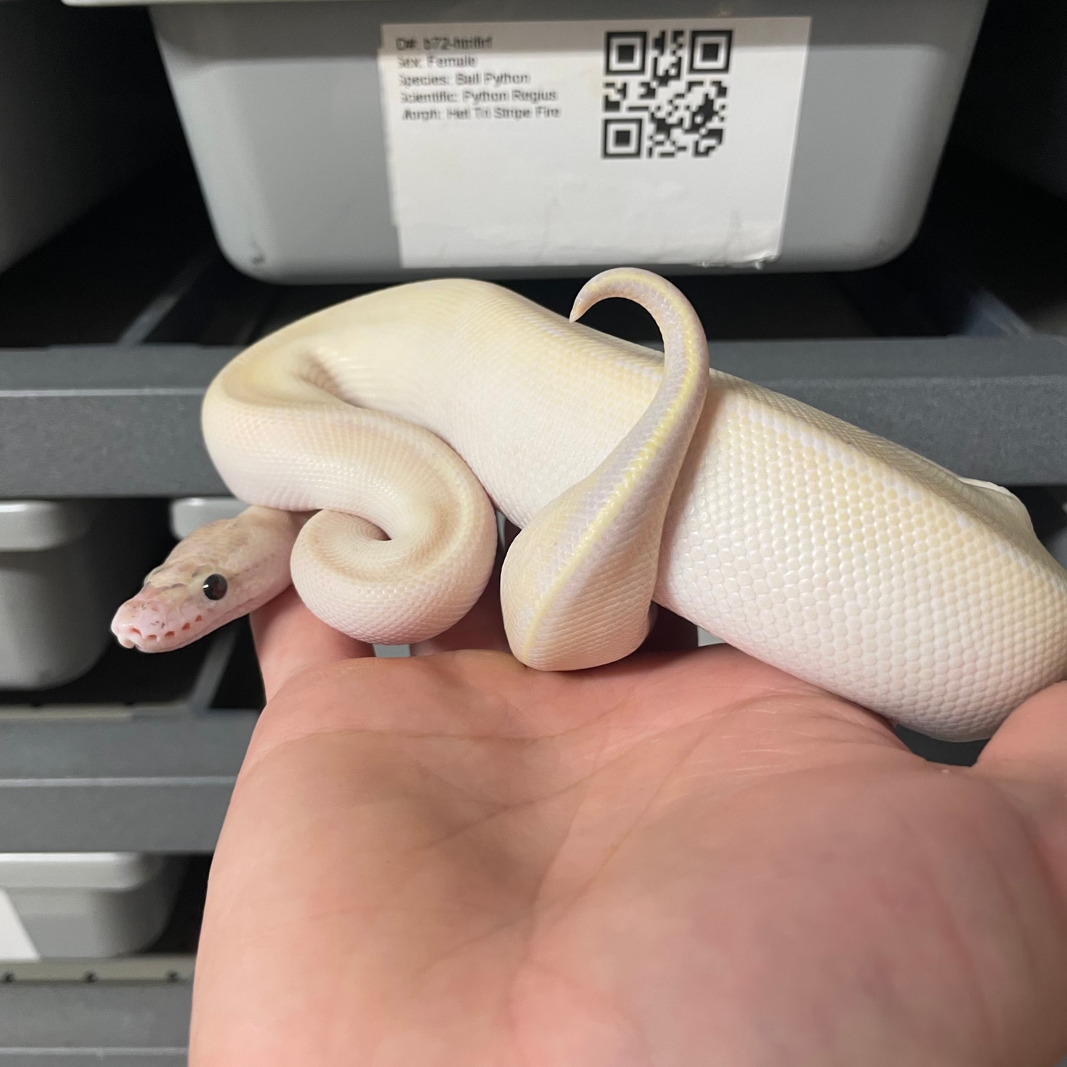 Ivory Ball Python by Devon Lloyd Exotics - MorphMarket