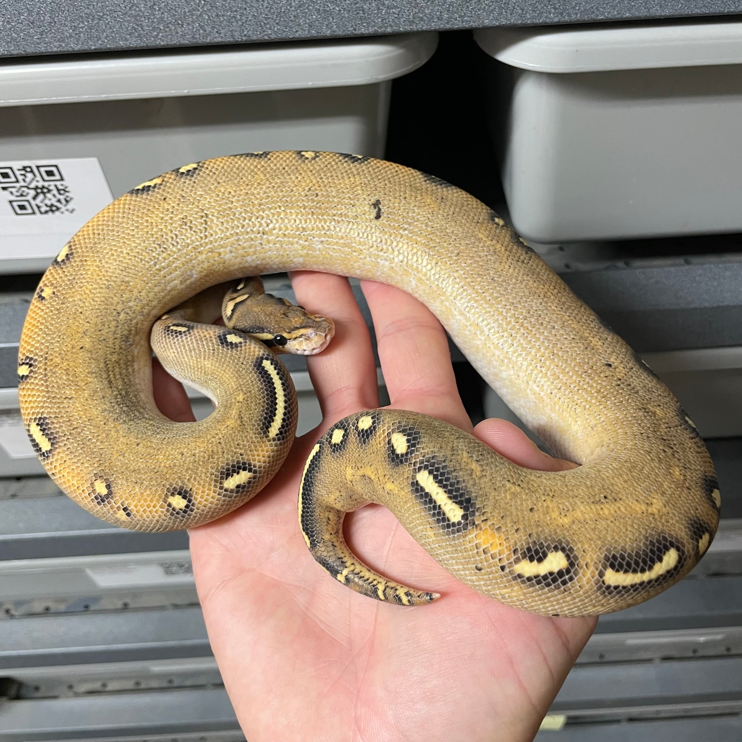 GHI Fire Freeway Pos Het Ghost Ball Python by Devon Lloyd Exotics ...