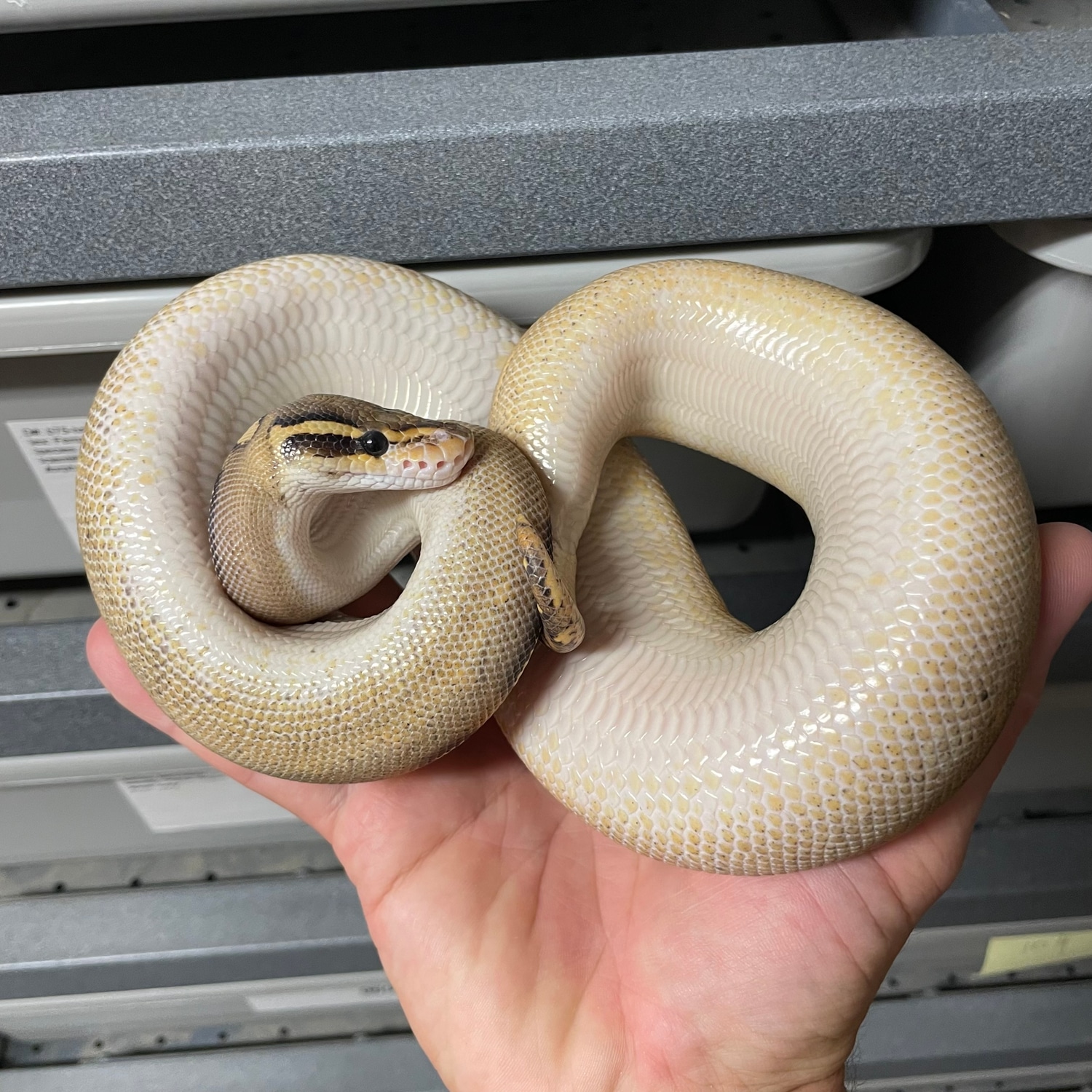 GHI Fire Freeway Pos Het Ghost Ball Python by Devon Lloyd Exotics ...