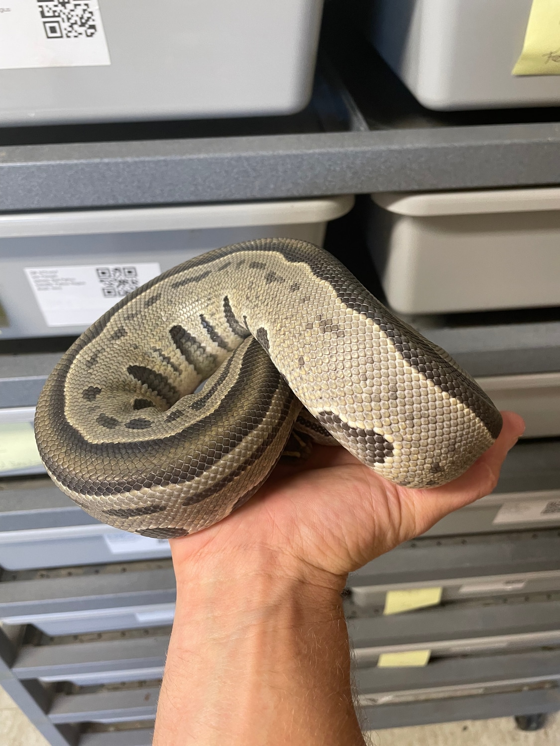 TSK Tri Stripe Hypo Ball Python by Devon Lloyd Exotics - MorphMarket