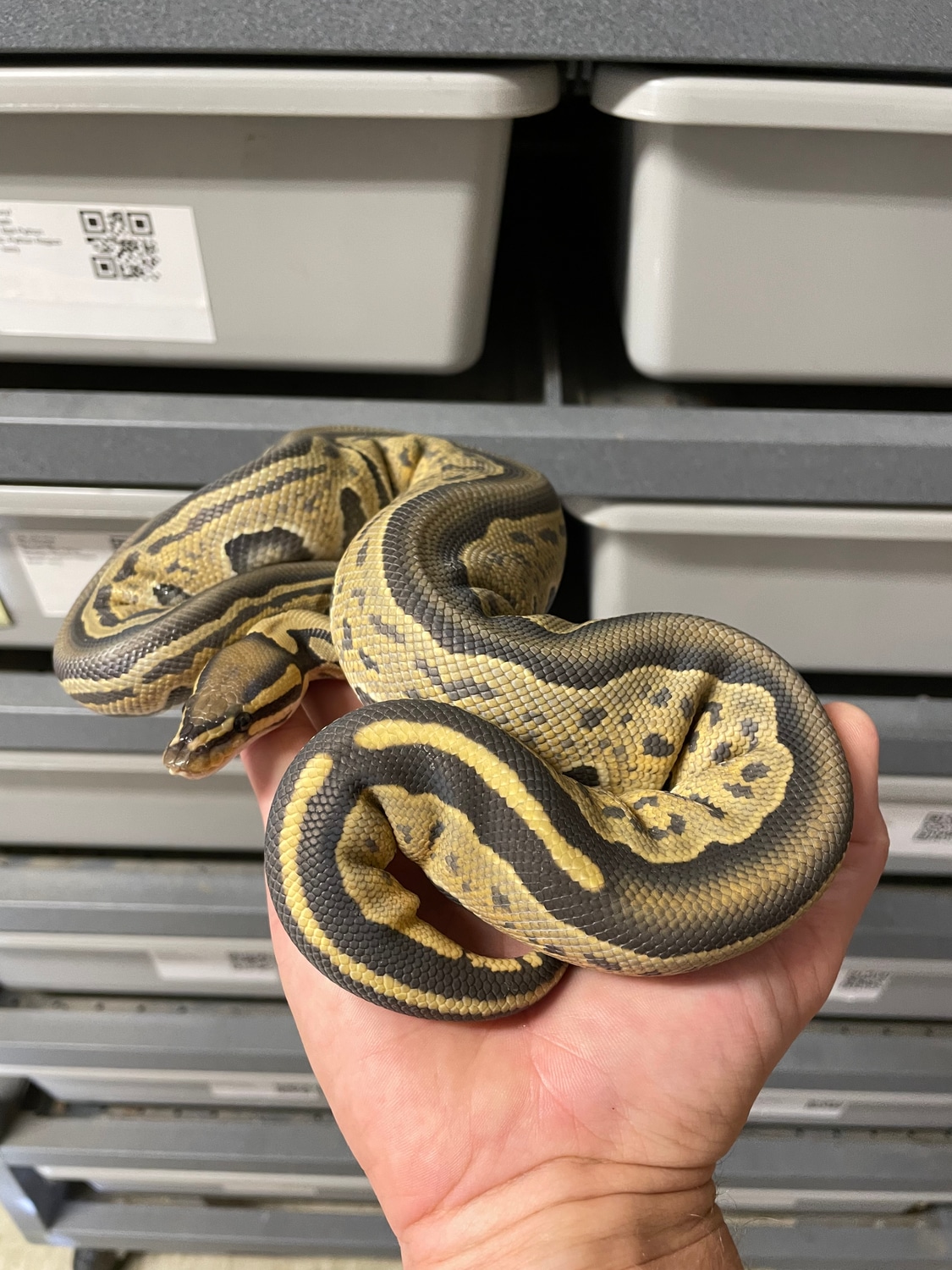 TSK Tri Stripe Hypo Ball Python by Devon Lloyd Exotics - MorphMarket