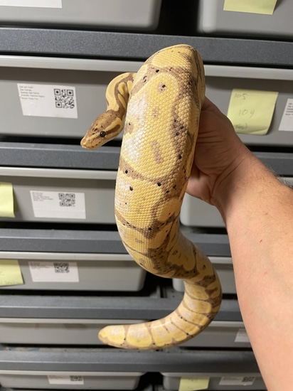 Banana Fire Het Tri Stripe Ball Python by Devon Lloyd Exotics