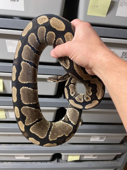 Yellowbelly 100% Het Tristripe Ball Python by Devon Lloyd Exotics