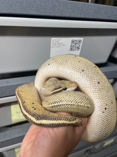 Proven GHI Freeway Het Ghost Ball Python by Devon Lloyd Exotics