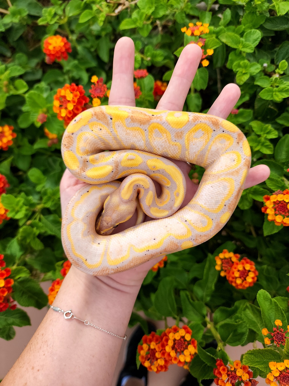 High White Banana Calico 100% Het Hypo 50% Het Pied Ball Python by ...