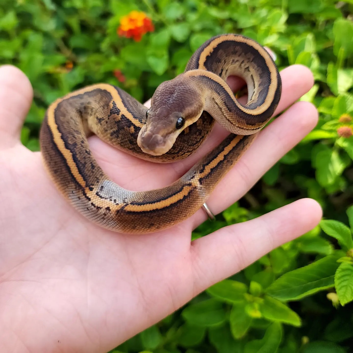 Barnhart Black Pastel Mystic Pin 100% Het Hypo 50% Het Pied Ball Python ...