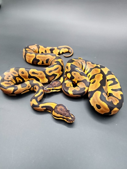 *Sale* Orange Dream Leopard Het Clown Pair Ball Python by MorphOrium LLC