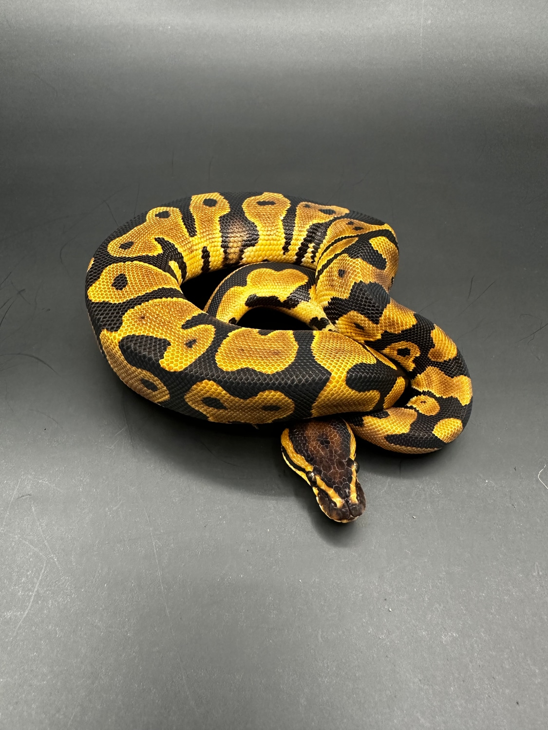 1.1 Orange Dream Leopard 100% Het Clown Ball Python by MorphOrium LLC ...