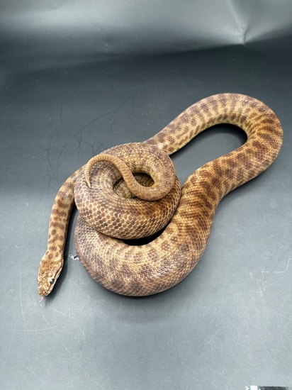 Proven Breeder Pair 1.1 Children’s Pythons Children's Python by ...