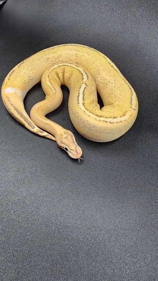 Enchi Puma Ball Python by MorphOrium LLC