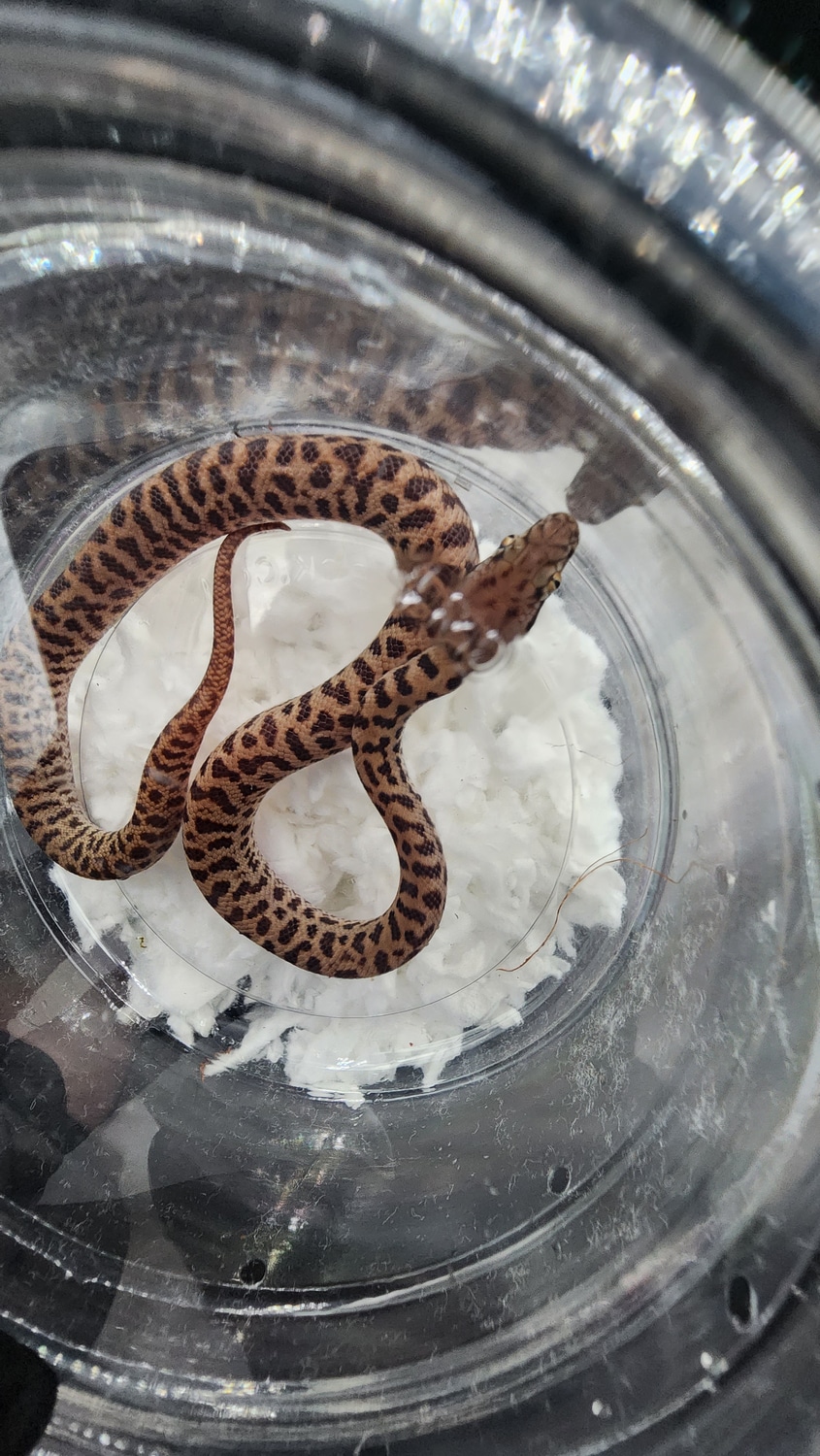 Childrens Python Children's Python by MorphOrium LLC - MorphMarket