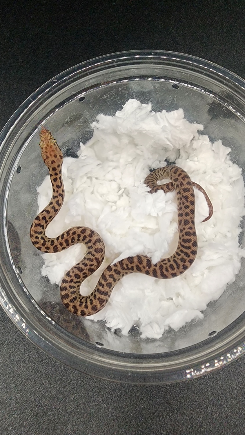 Children's Python by MorphOrium LLC - MorphMarket