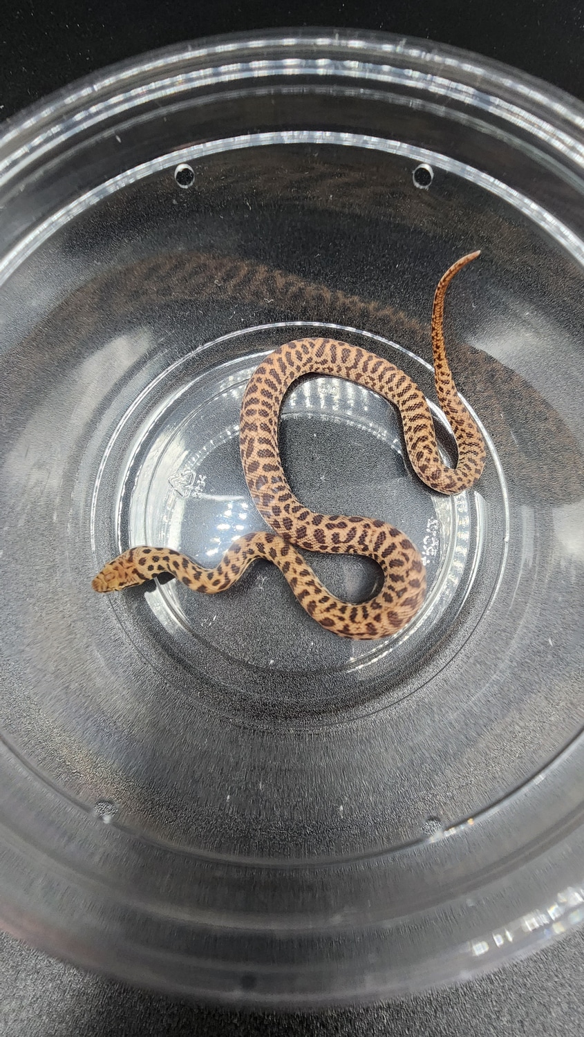 Children's Python by MorphOrium LLC - MorphMarket