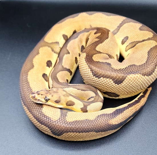 Orange Dream Leopard Clown Ball Python by MorphOrium LLC