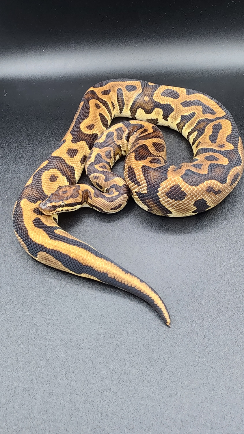 Trio OD Leopard DH Clown Pied Proven Breeders Ball Python by MorphOrium ...