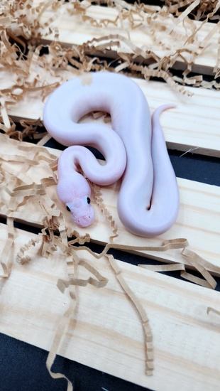 Super Sulfur Mojave Ball Python by MorphOrium LLC