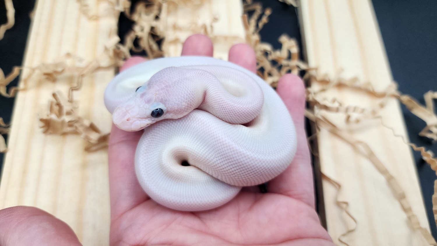 BEL Super Mojave Sulfer Ball Python by MorphOrium LLC - MorphMarket